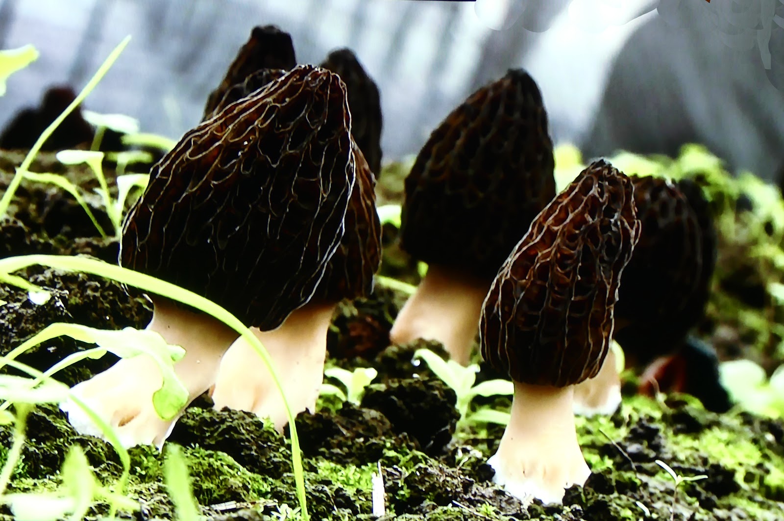 Truffe et compagnie: CULTURE DES MORILLES : UNE RÉUSSITE QUI NOUS VIENT ...