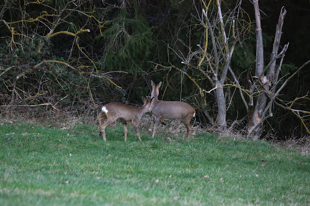 waldläufer: Rehe und Bock im Bast in Hilkerode / Roe deer and buck with ...
