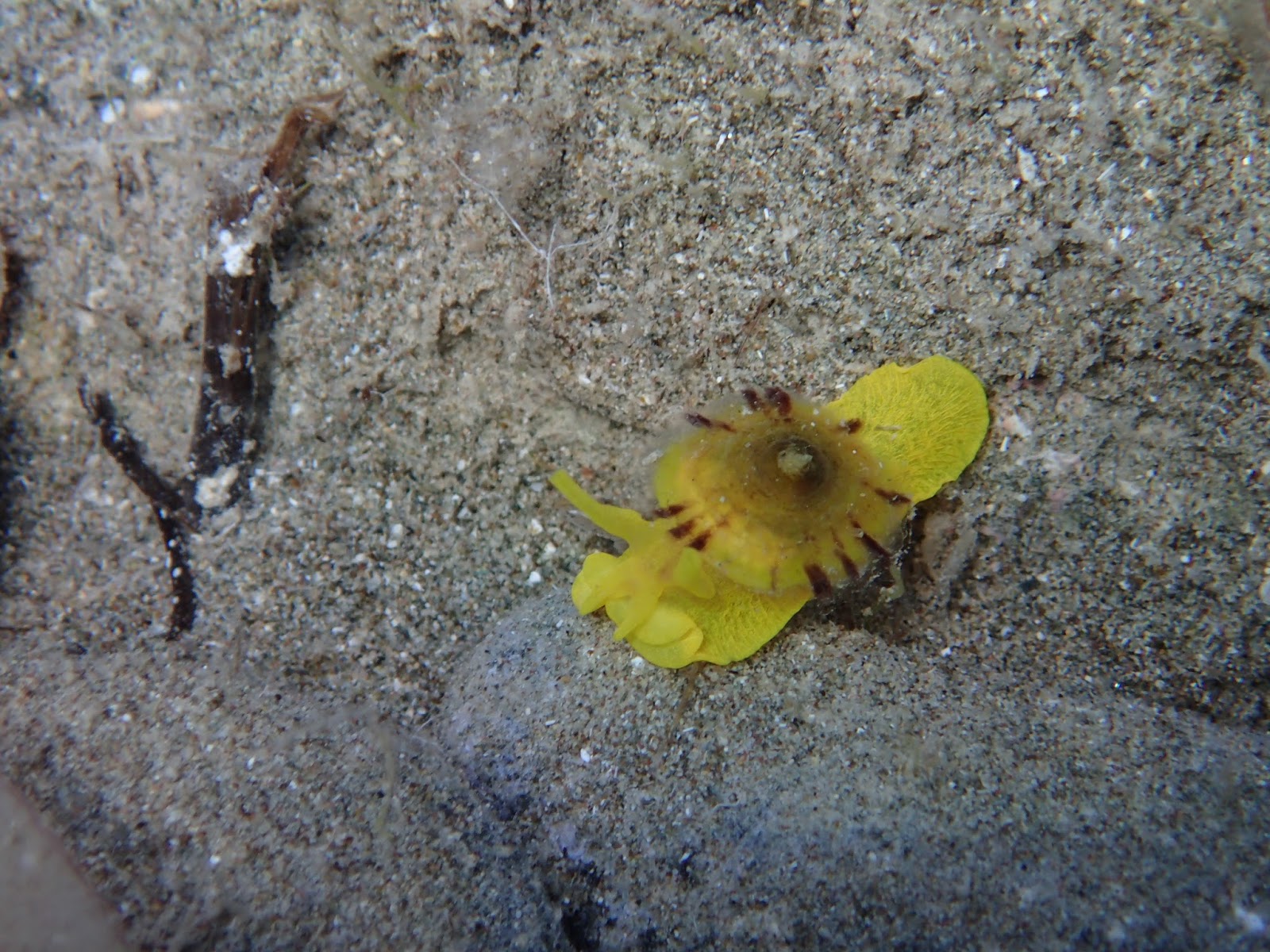 Biodiversity of Cyprus by NGO Protection of the Natural Heritage and ...