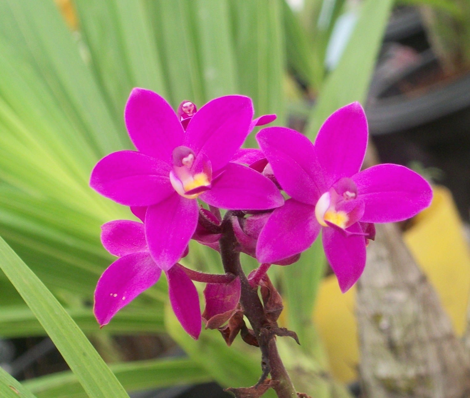 Orquidário Belas Flores: Orquídeas Raras e Exóticas