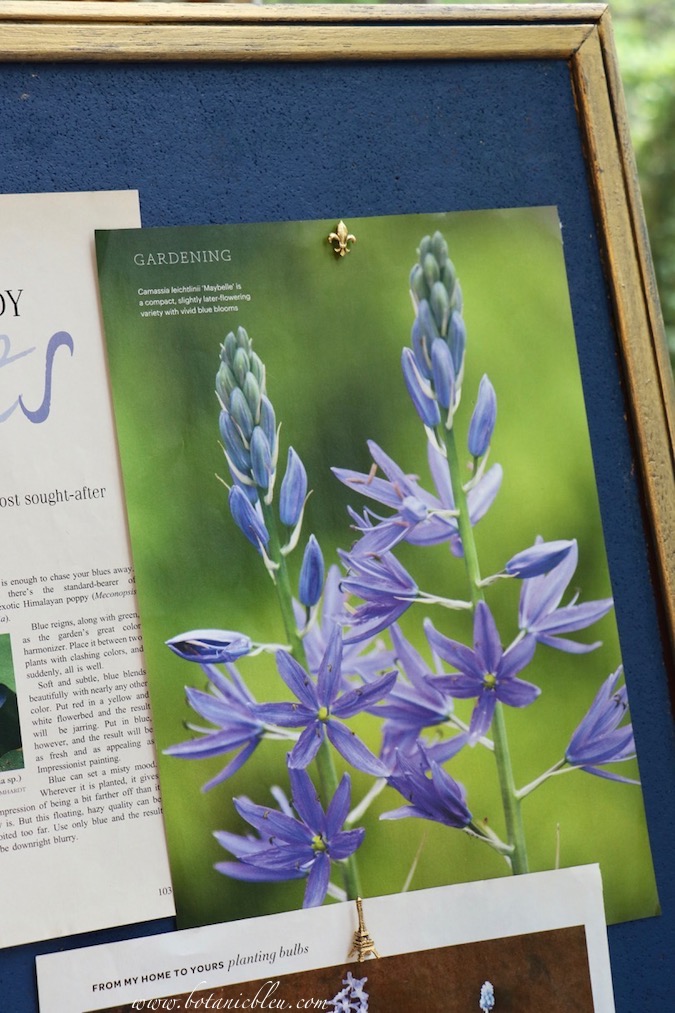 Botanic Bleu: Bulletin Board Inspiration No. 2 | Moody Blue Flowers