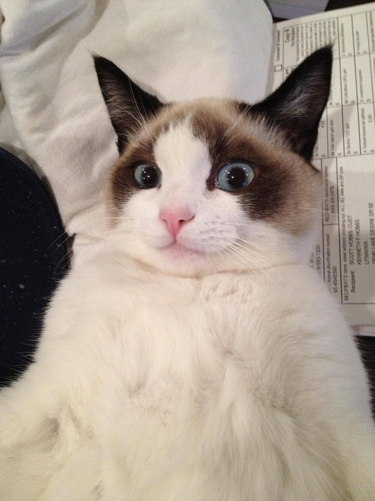 Meet Baxter, the photogenic cat (10 pics) | Amazing Creatures