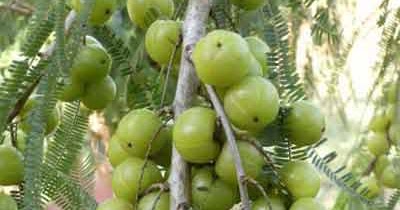 Awala Navami 2024 date – Importance of Amla Navami In Kartik Month ...