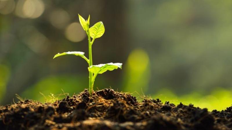 Live Your Life: The Sapling