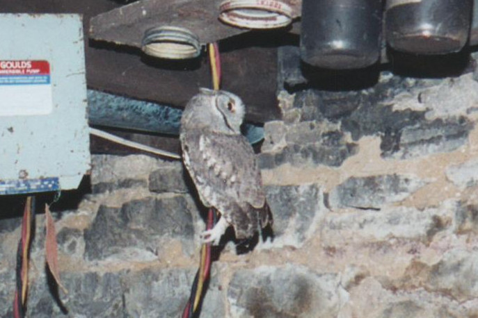 NATURE NOTES: February 2011