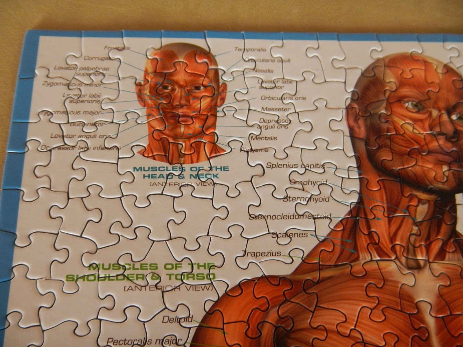 Jigsaw Puzzle Love: The Muscular System