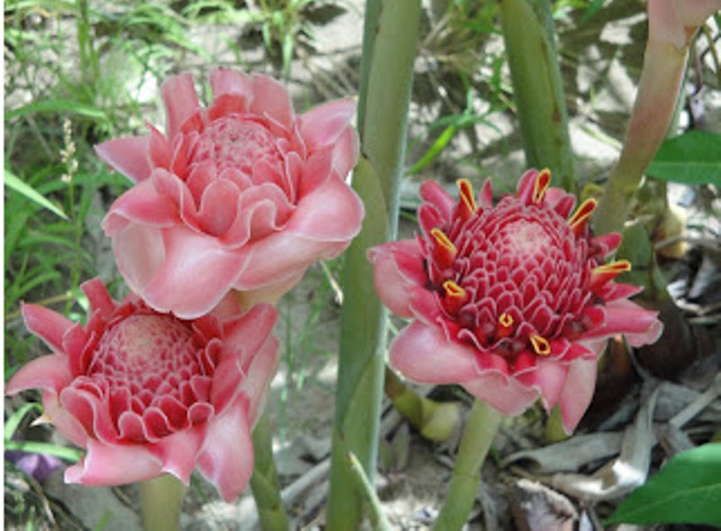 tropicalia: "flora de Angola"