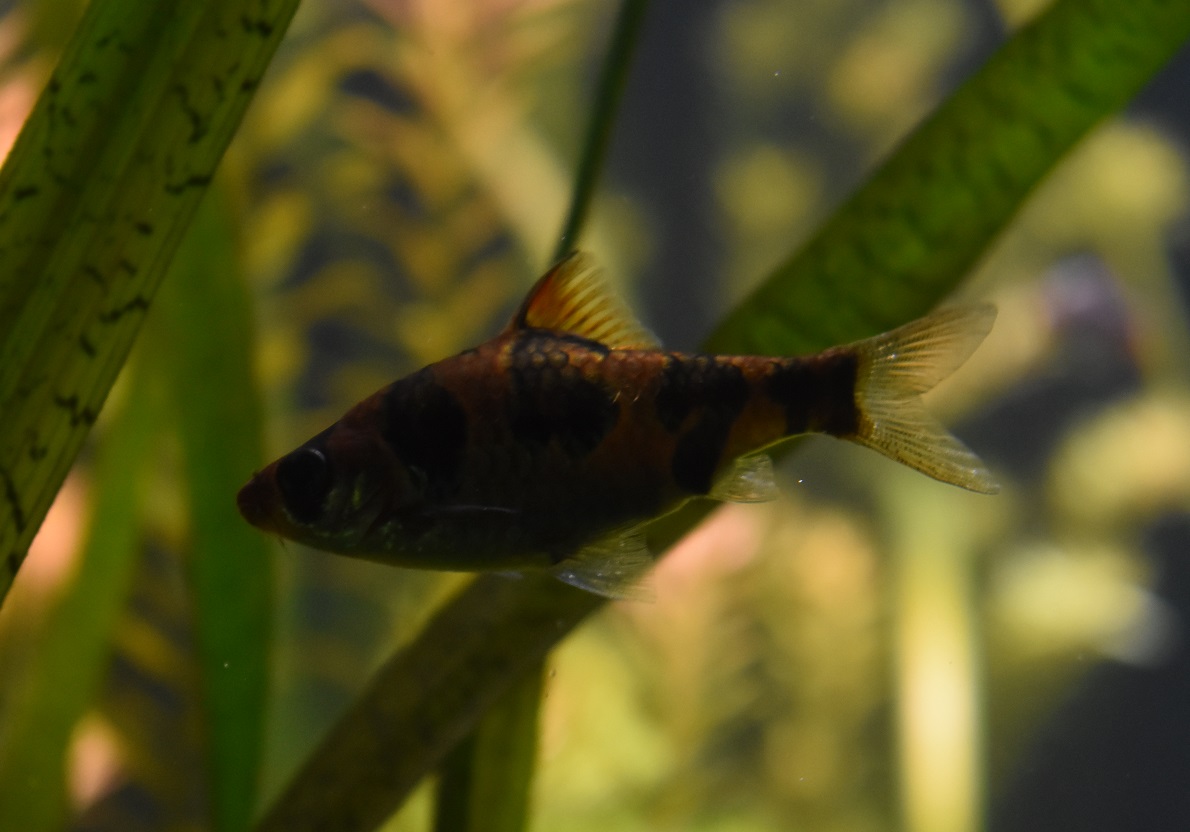 ZOOTOGRAFIANDO (6.100 ANIMALS): BARBO PIEL DE SERPIENTE / SNAKESKIN ...