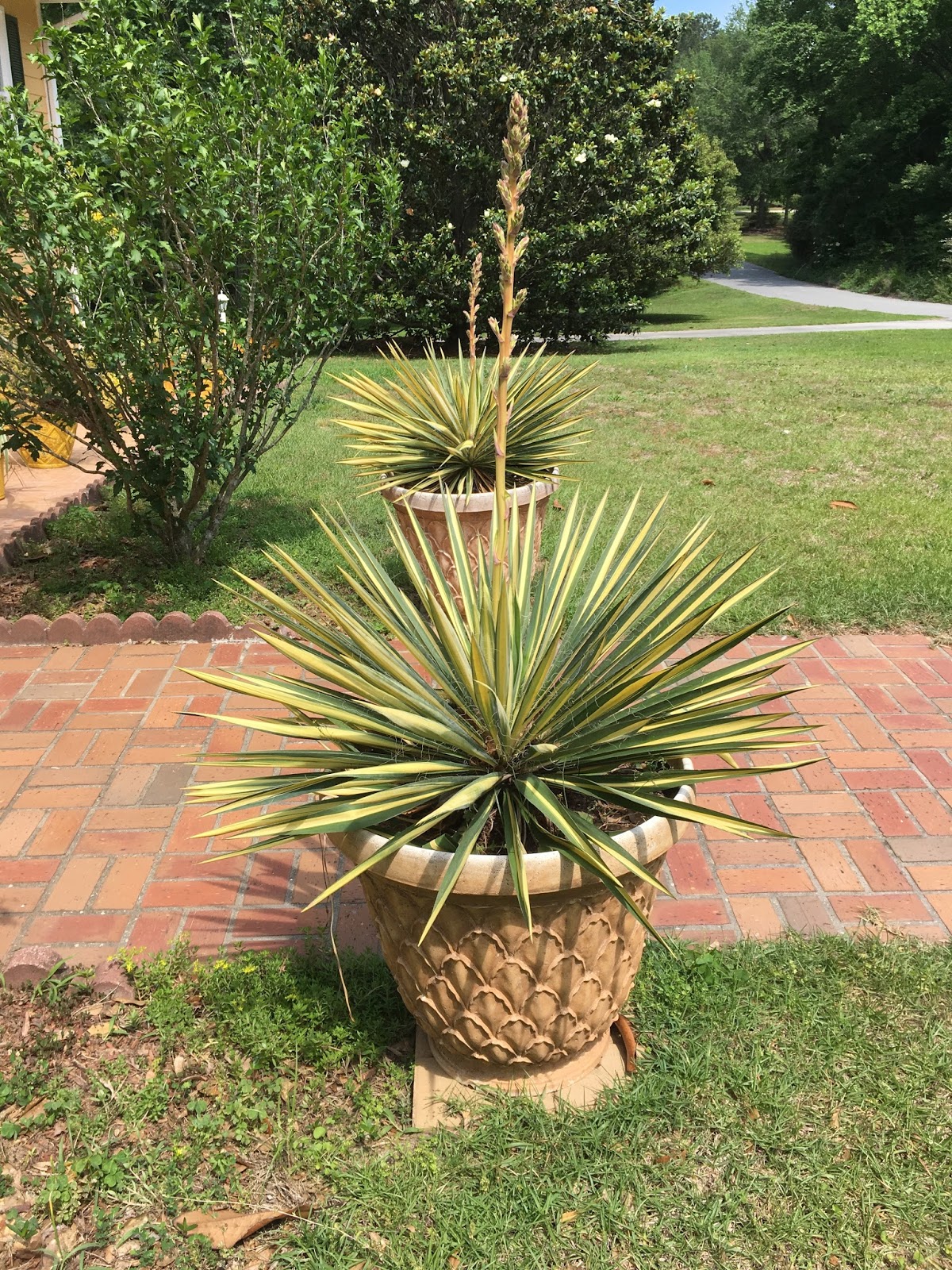 MARIETTE'S BACK TO BASICS: Variegated Yucca Lily Blooming