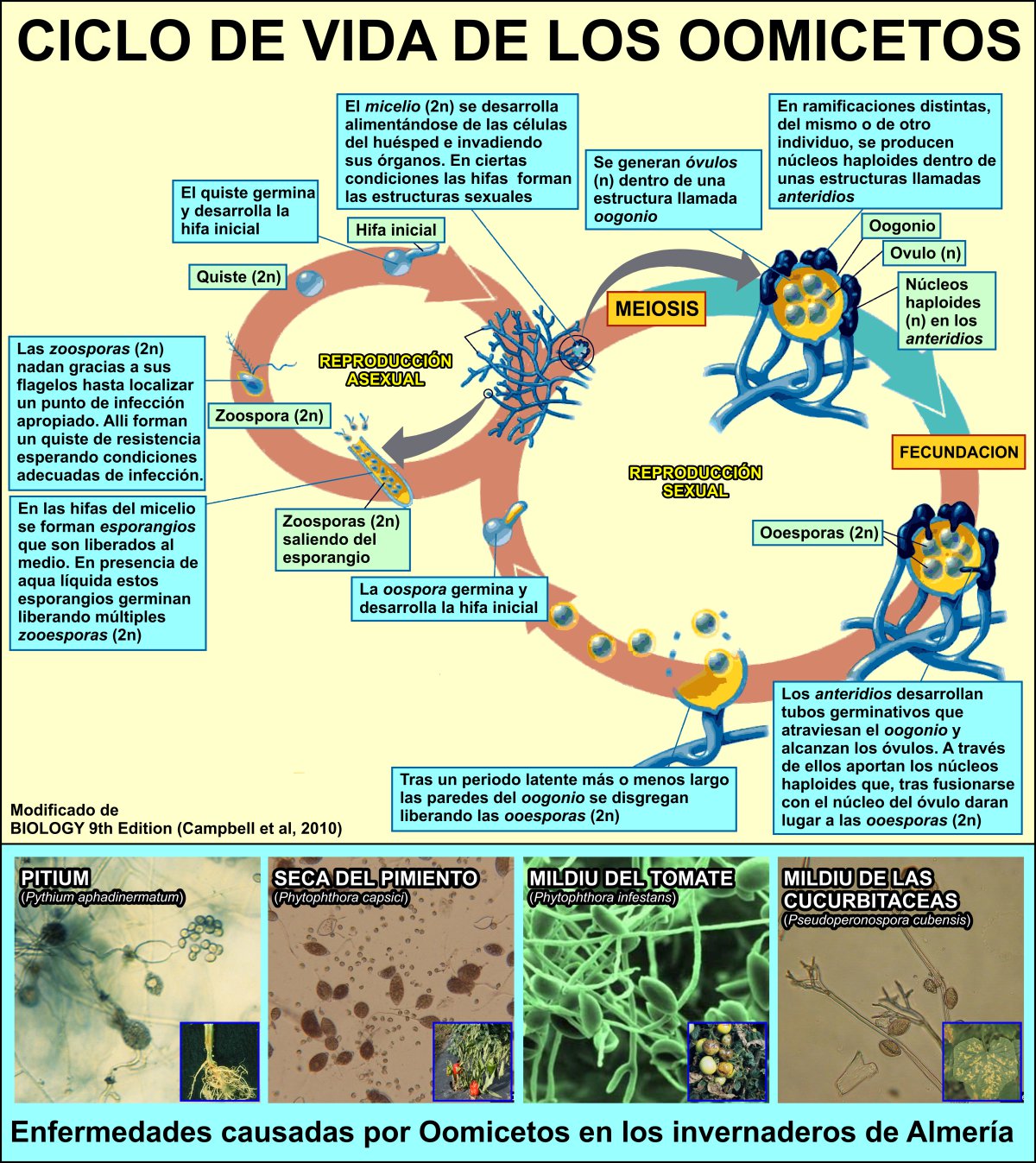 Oomicetos; Oomycota; Oomycetes