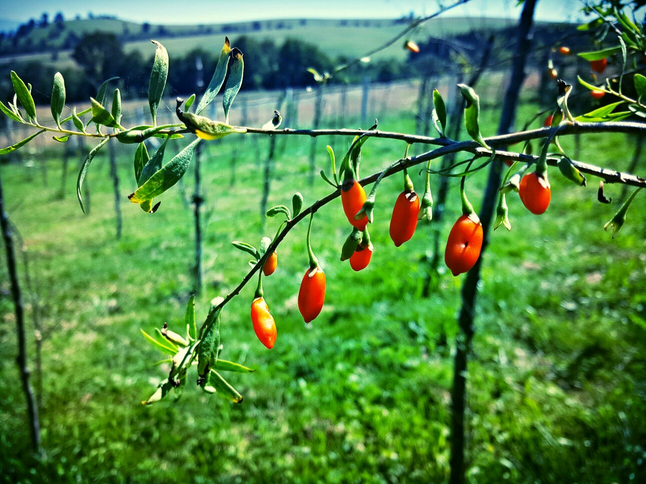 Cultivarea Goji in Romania: 2016