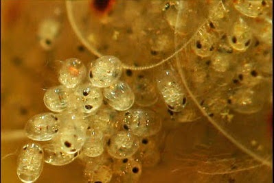 Wet Pet's Borneo: Amano Shrimp | Caridina multidentata