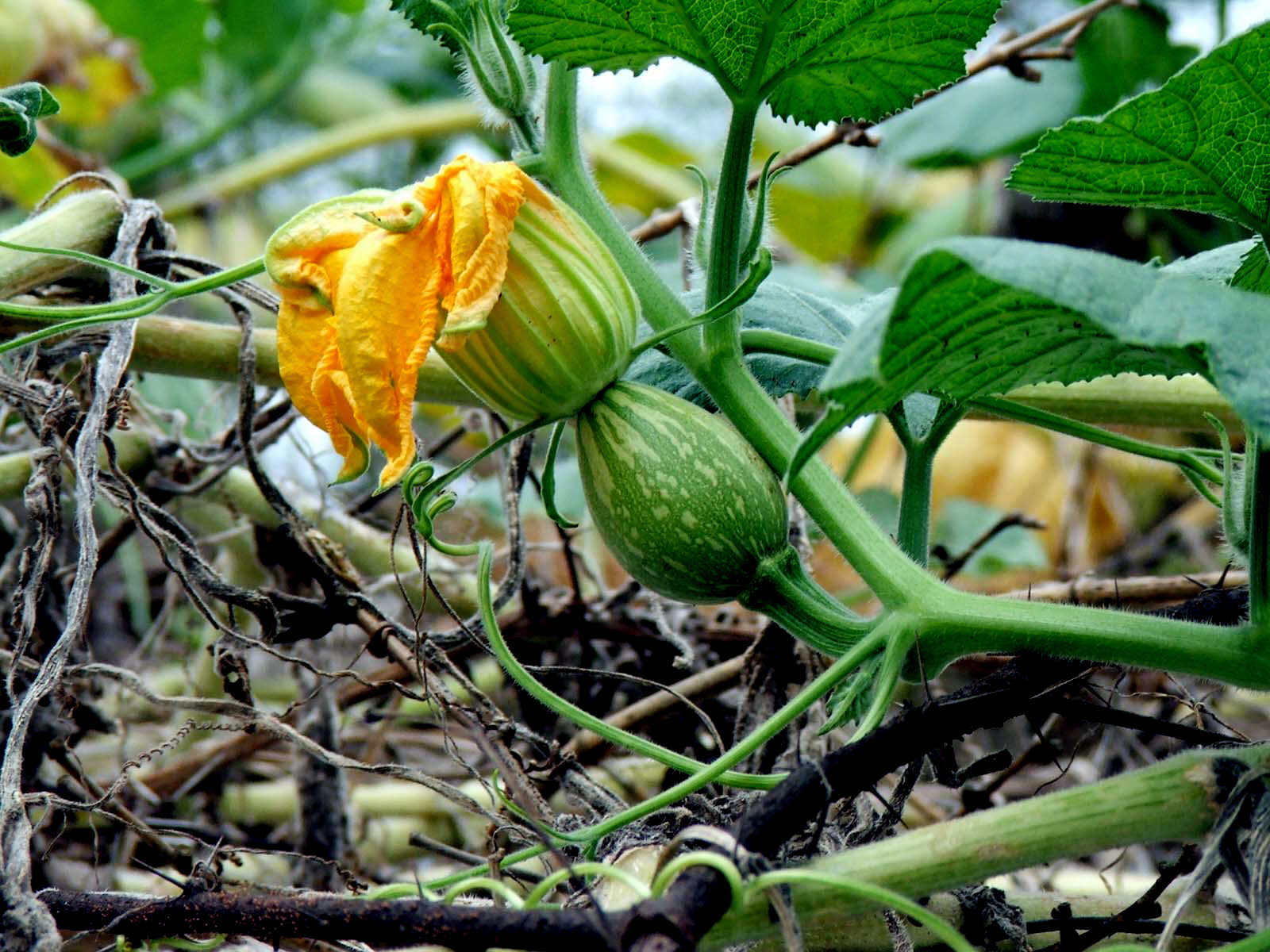 farming: Sweet Gourd