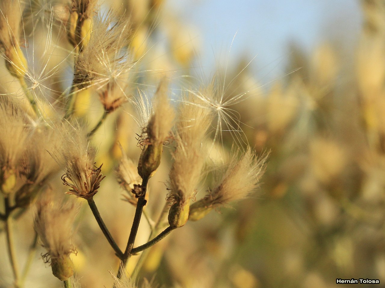 Argentina nativa: Carqueja (Baccharis notosergila)