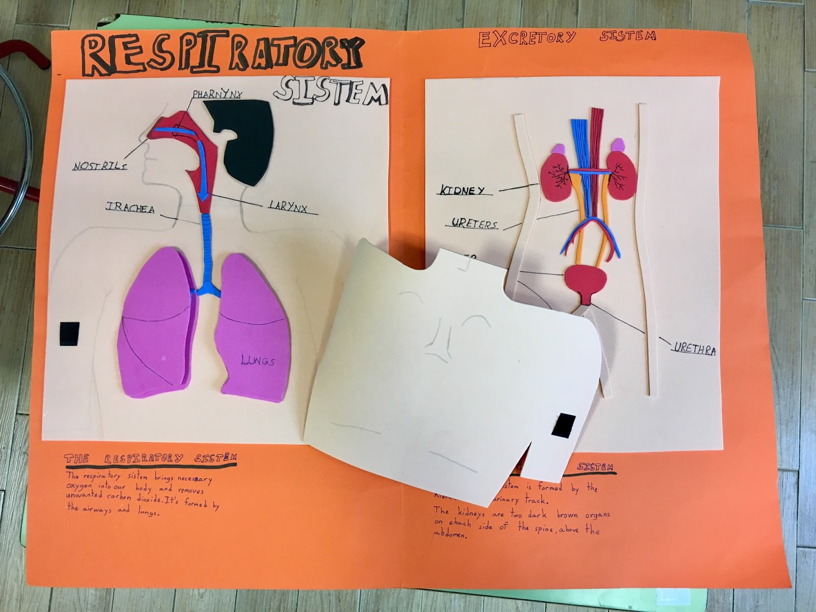 CEIP AMADOR DE LOS R OS SCIENCE PROJECTS By 4th Grade ceip-amador-de-los-r-os-science-projects-by-4th-grade