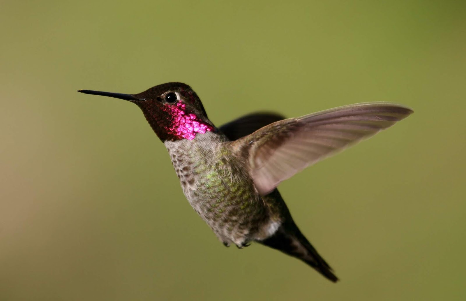 Granny Marigold: Anna's Hummingbird