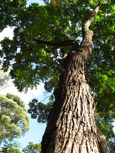 Alquimia das Árvores: Cedro – Cedar – Arbor Vitae