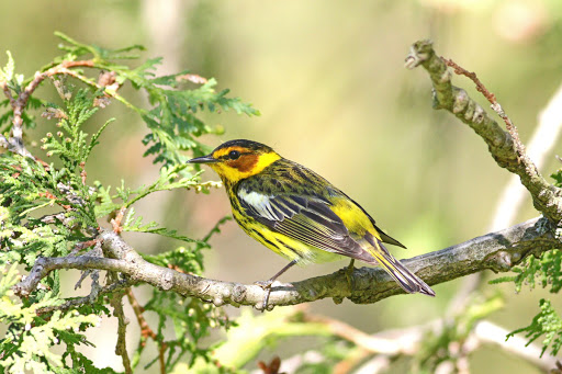 Spring Warblers