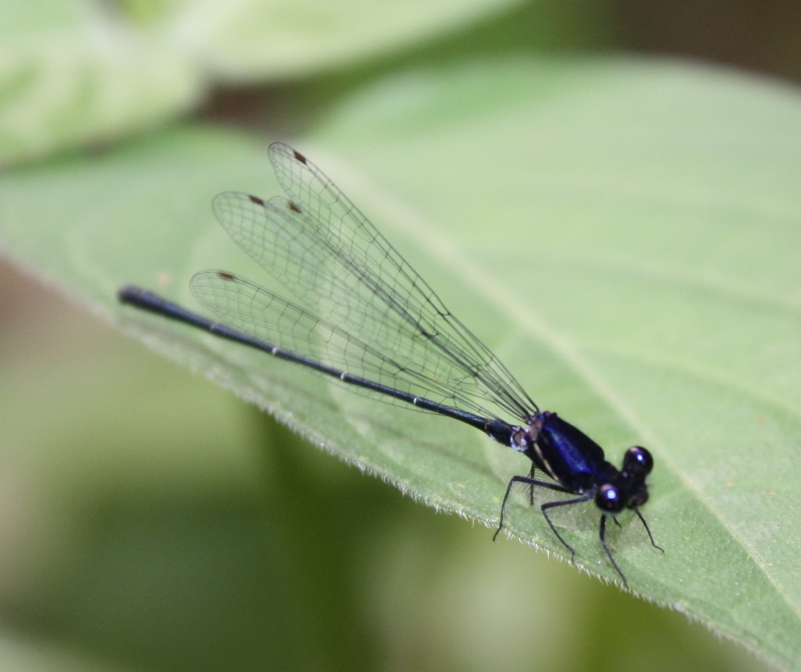 Saye Suke Ambil Gambar (Part 4 - PePatung)