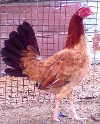 Gamecock Fowl: Game Fowl