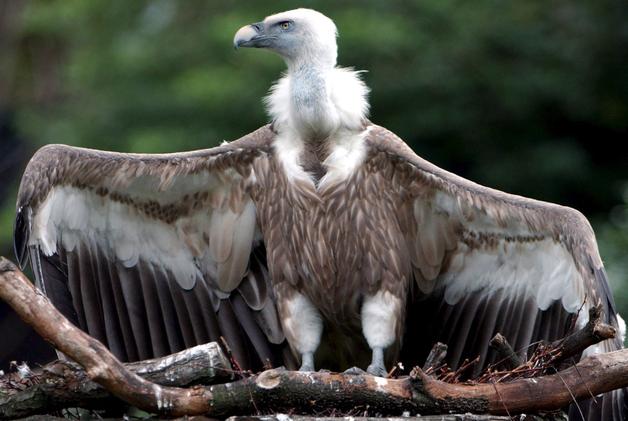 Animalicos de mi vida