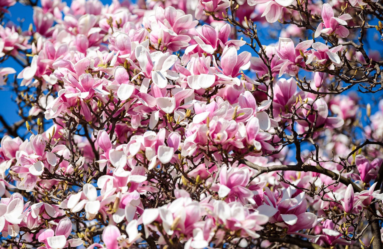 Veličanstvena magnolija | Journal de Luxe - #MItoTako