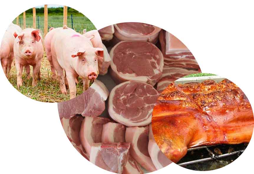 Teknik dan Tahapan Proses Pemotongan Ternak Babi (Non Ruminansia)