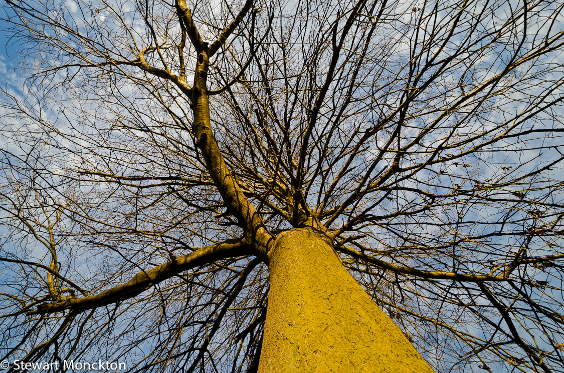 Paying Ready Attention - Photo Gallery: A golden bough