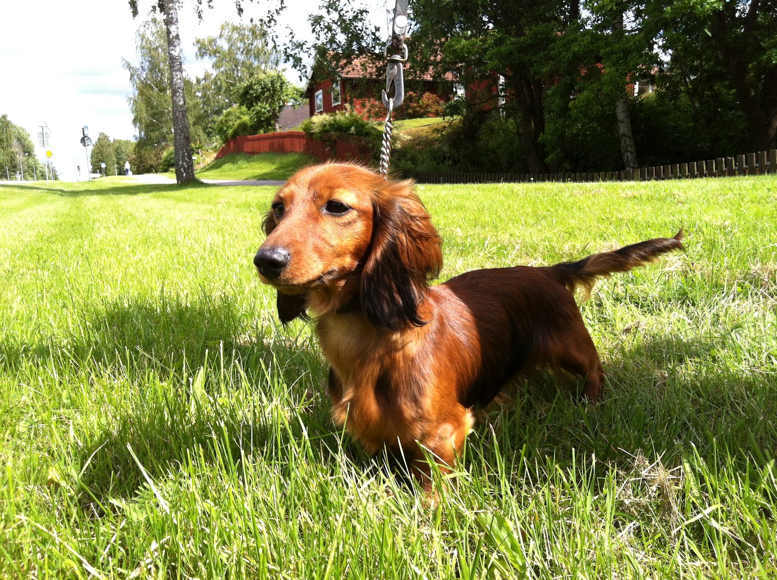 Hästbonden: Taxar till salu