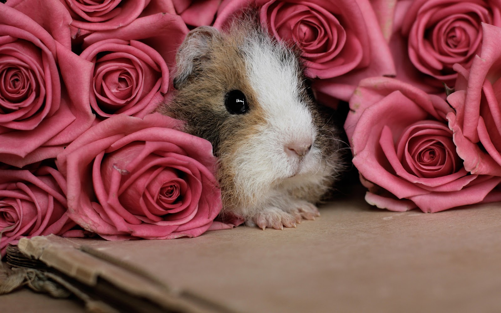 Mooie Cavia Achtergronden voor je Bureaublad – Caviapret.nl