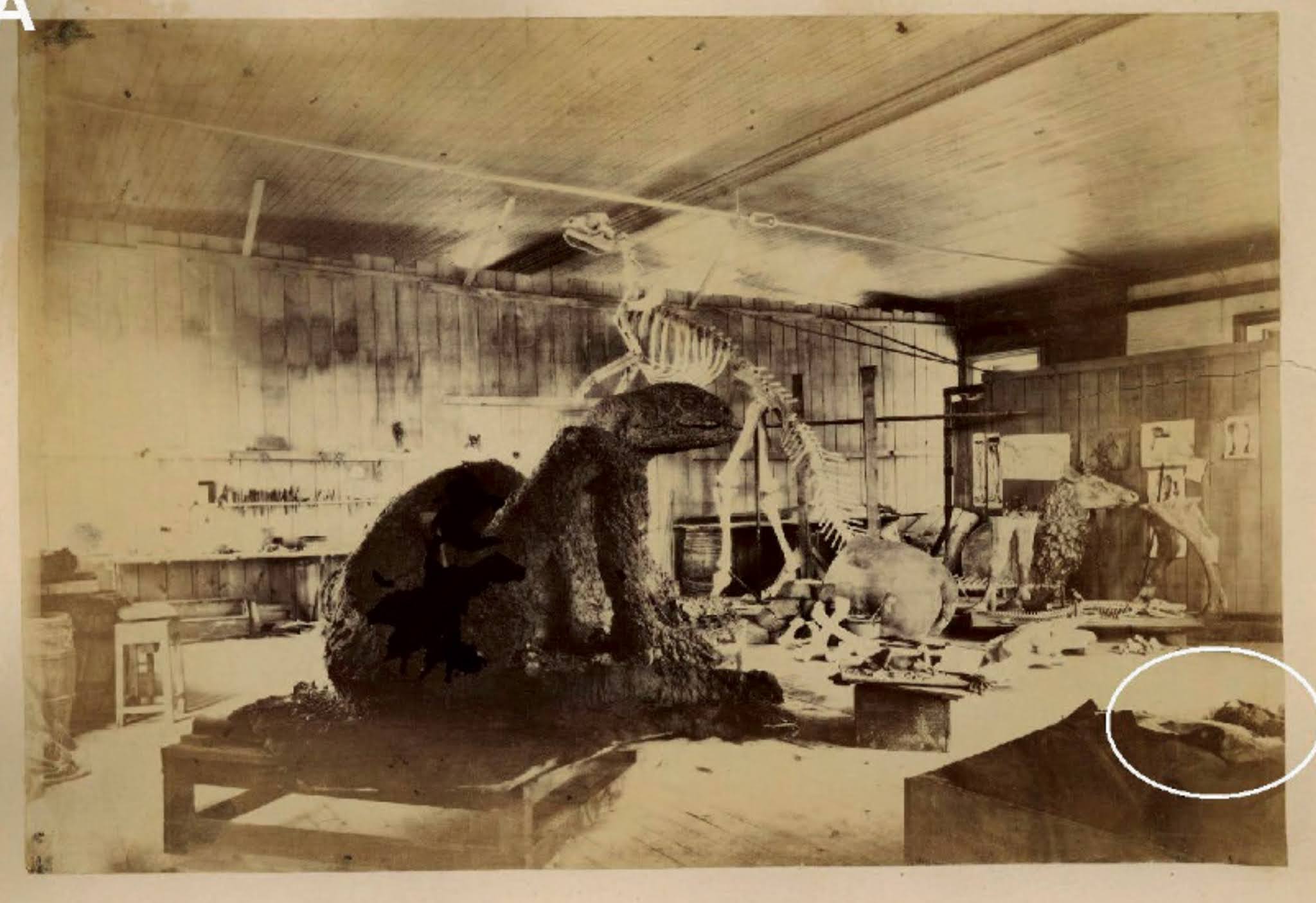 Manospondylus: Antique Paleoart: The Lost Paleozoic Museum