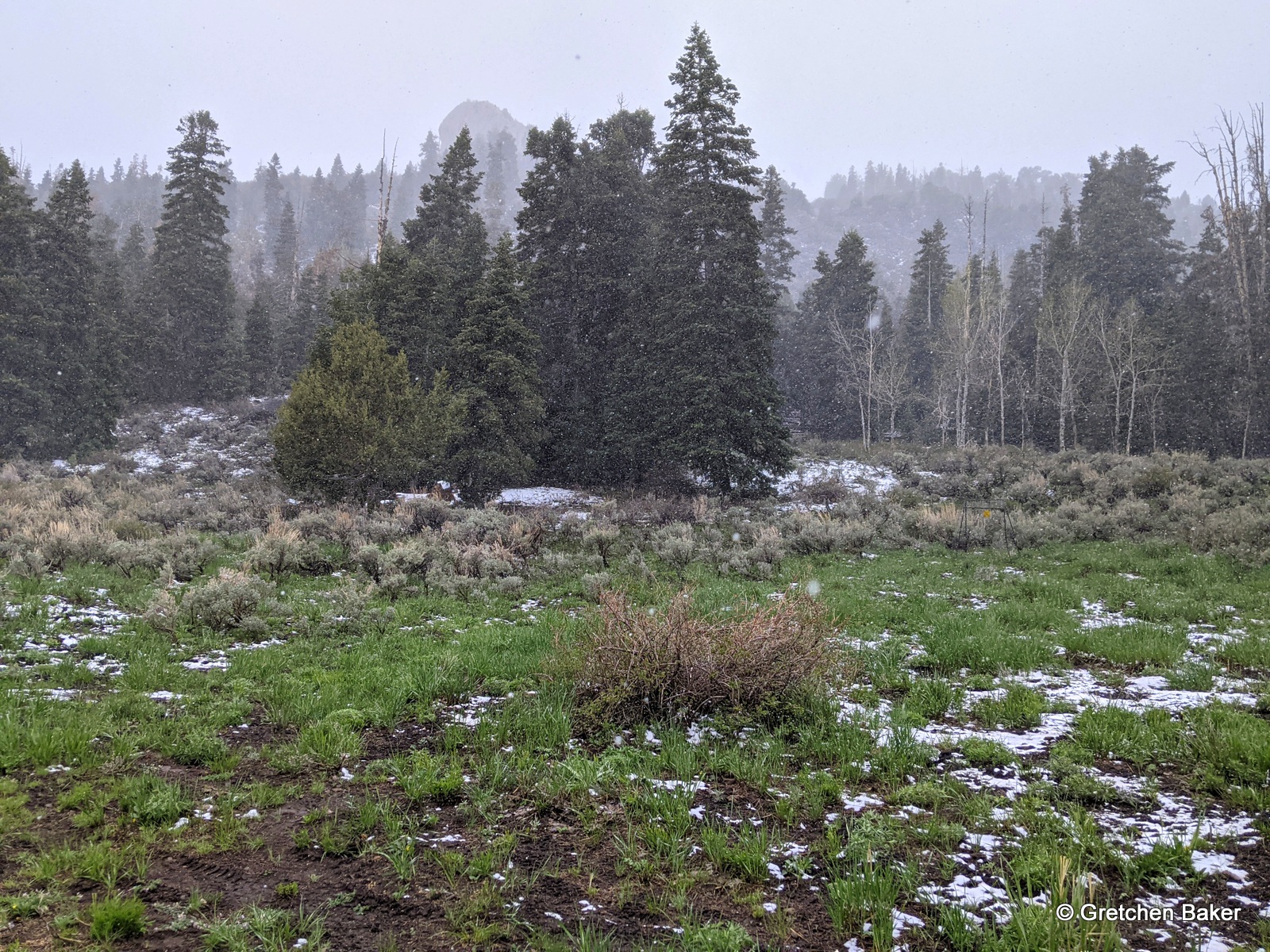 Desert Survivor: Kalamazoo Road, White Pine County, Nevada