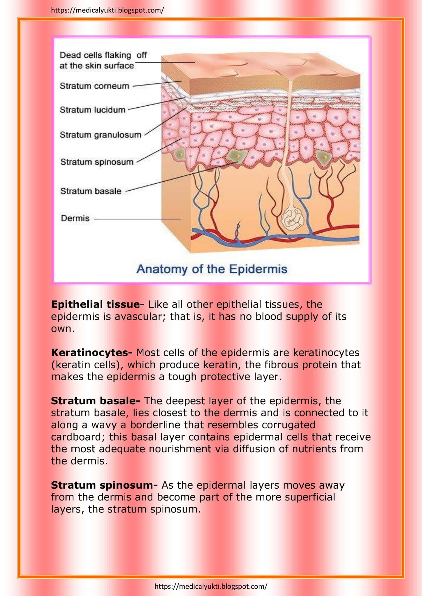 Integumentary System Anatomy Physiology - Medical Yukti