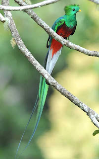 ~Reproducción del quetzal~