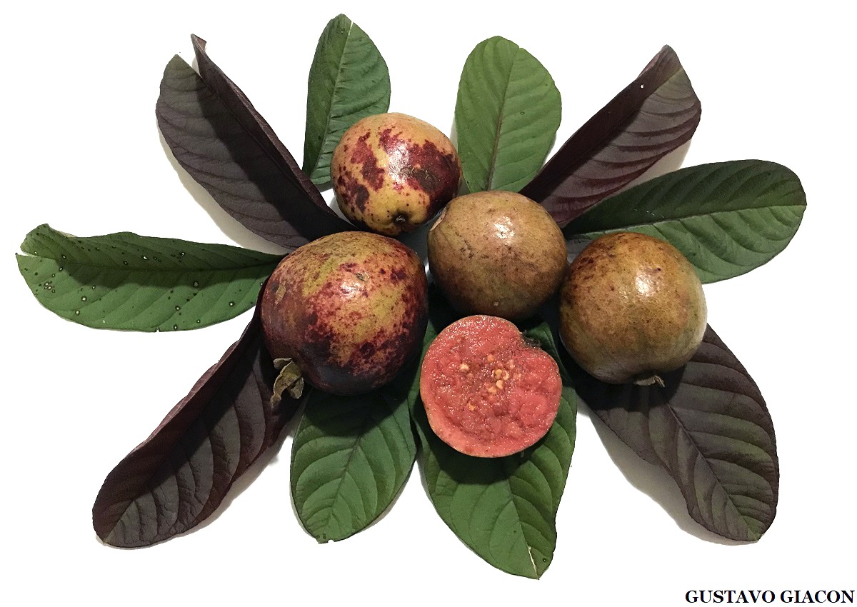 Viveiro Ciprest - Plantas Nativas e Exóticas: Goiaba Roxa de Folhas ...