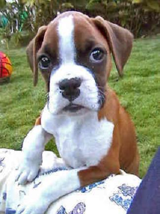 Beagle Boxer: English Boxer Dog