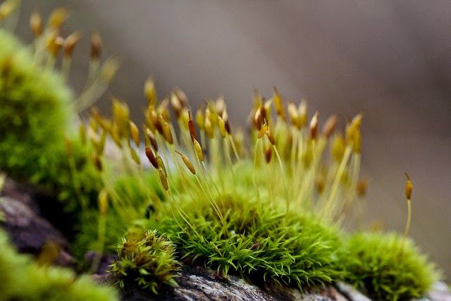 PLANTS ~ English Lab