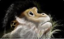 Funny Pics: Funny Emperor Tamarin Pics