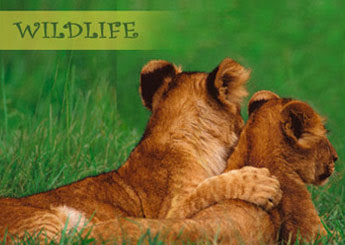 3 Best Wildlife Sanctuaries in GOA