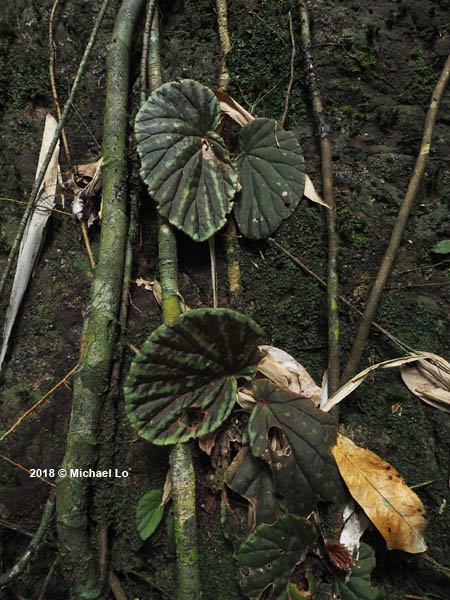 The rainforests of Borneo & Southeast Asia: Begonia promethea ...