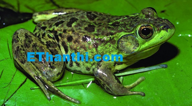 தவளைகள் வெளிநாட்டிற்கு கடத்தப்படுவது எதற்காக?