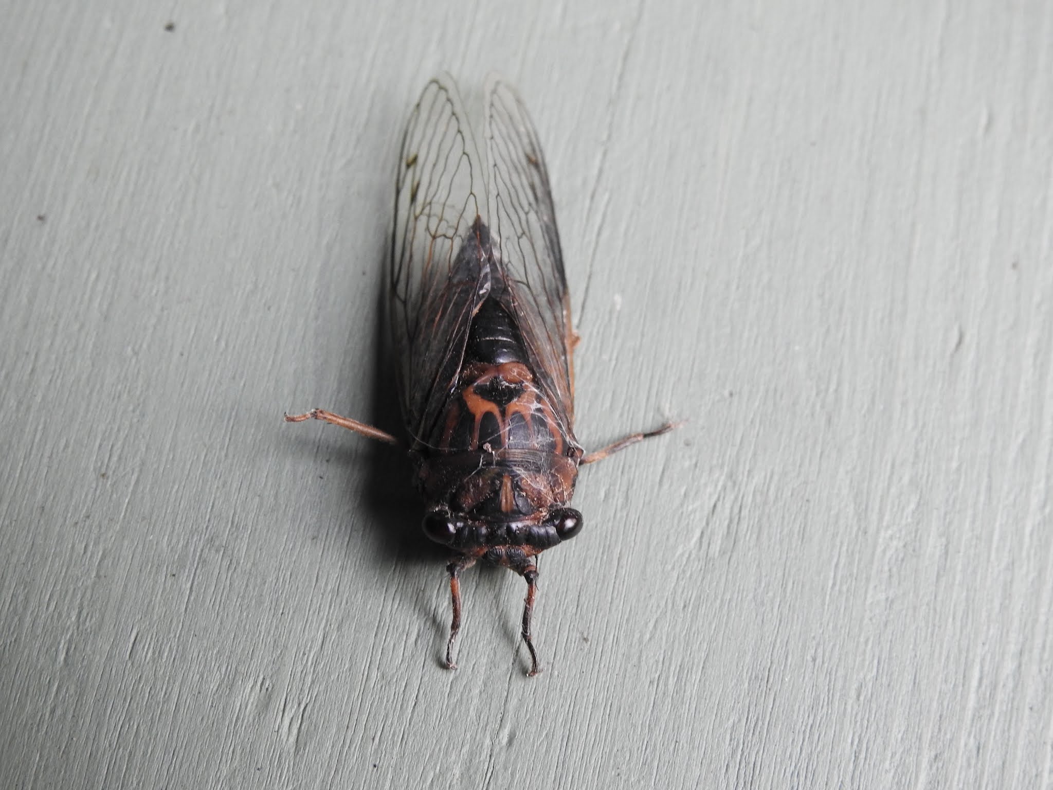 Bev's Nature Blog: 2021