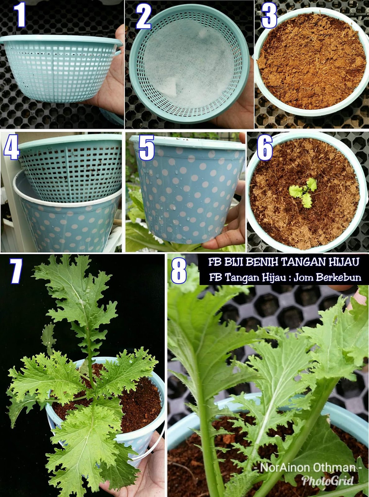 Kaedah Tanam Sayur Hidroponik DIY Mudah Dan Cepat | Farah Lumière