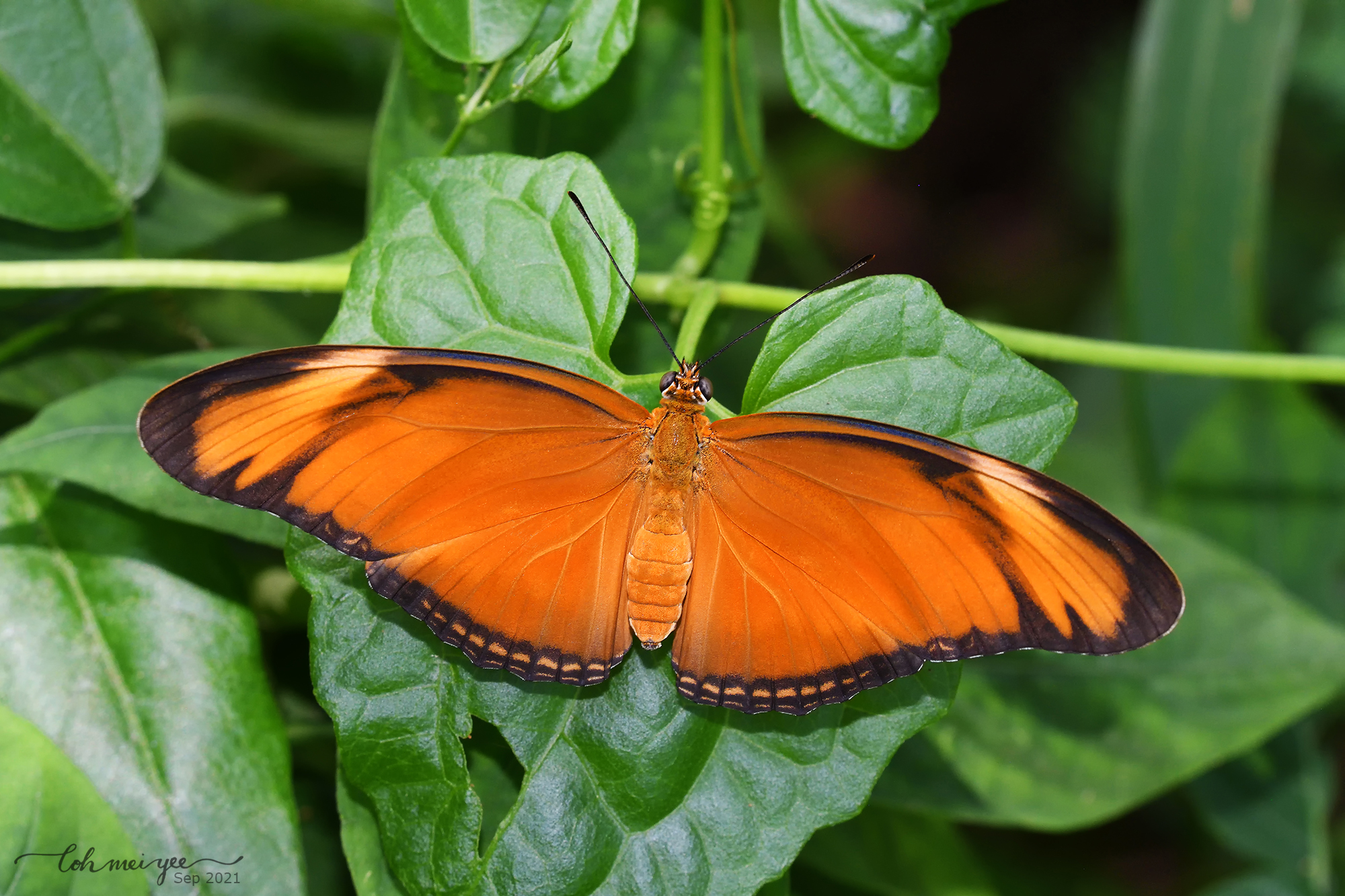 Butterflies of Singapore: Life History of the Julia Heliconian