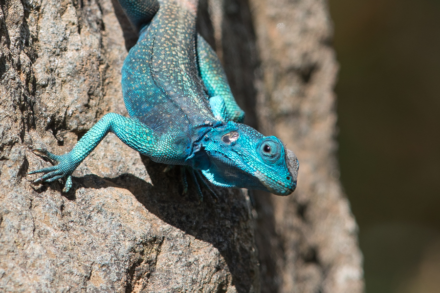 Birds of Saudi Arabia: Anderson's Rock Agama – Raydah Escarpment