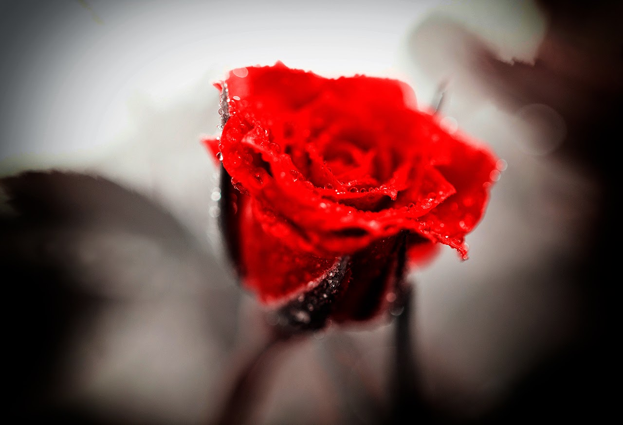 Rosa roja | Wallpaper | Pik-Mix