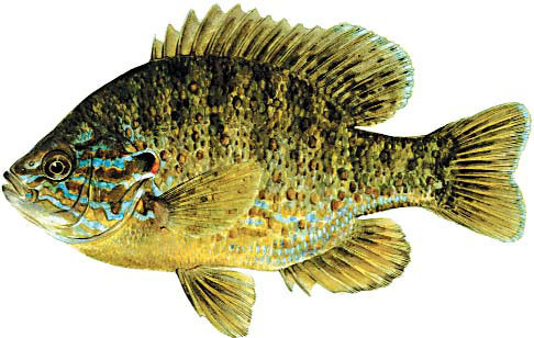 Adirondack Diver: Common Freshwater Fish in New York Part 2