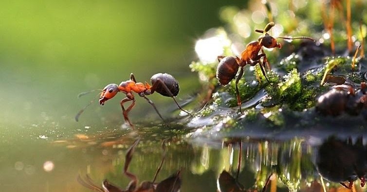 Imagenes- fotos de bichitos: Imagenes Bichos: Close-up hormiguitas ...