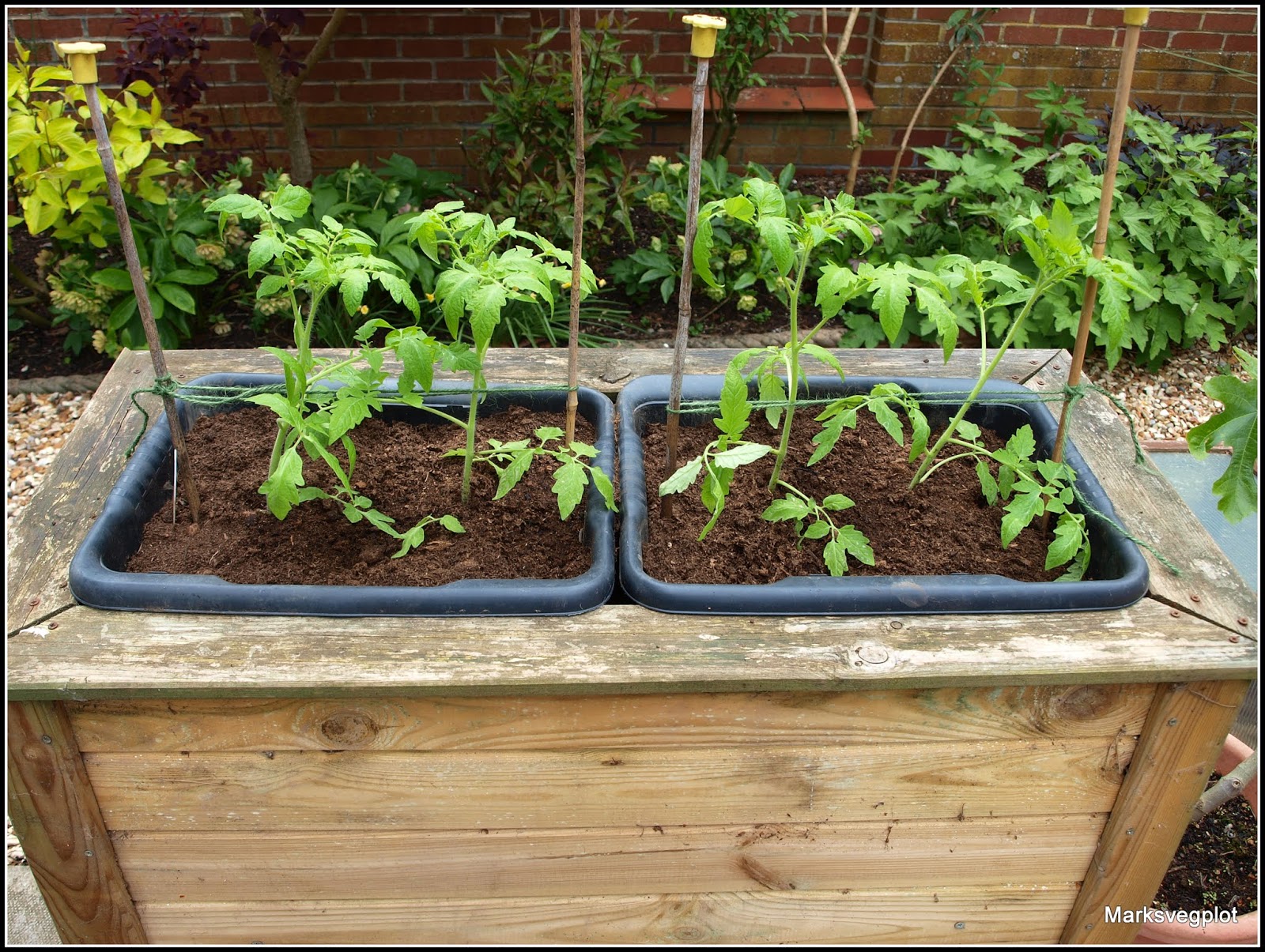 Mark's Veg Plot: A technique for growing trailing tomatoes