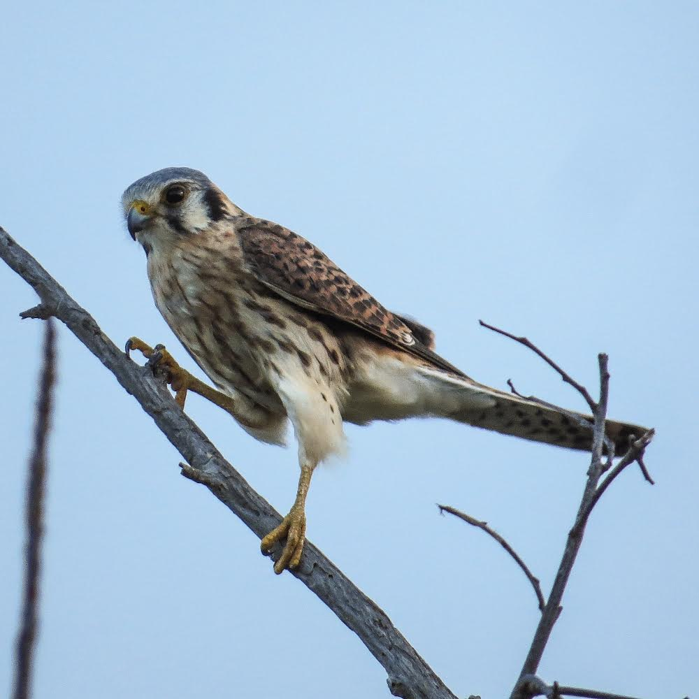 Hiking Curaçao - Flora and Fauna: Kestrel - kinikini - Falco sparverius